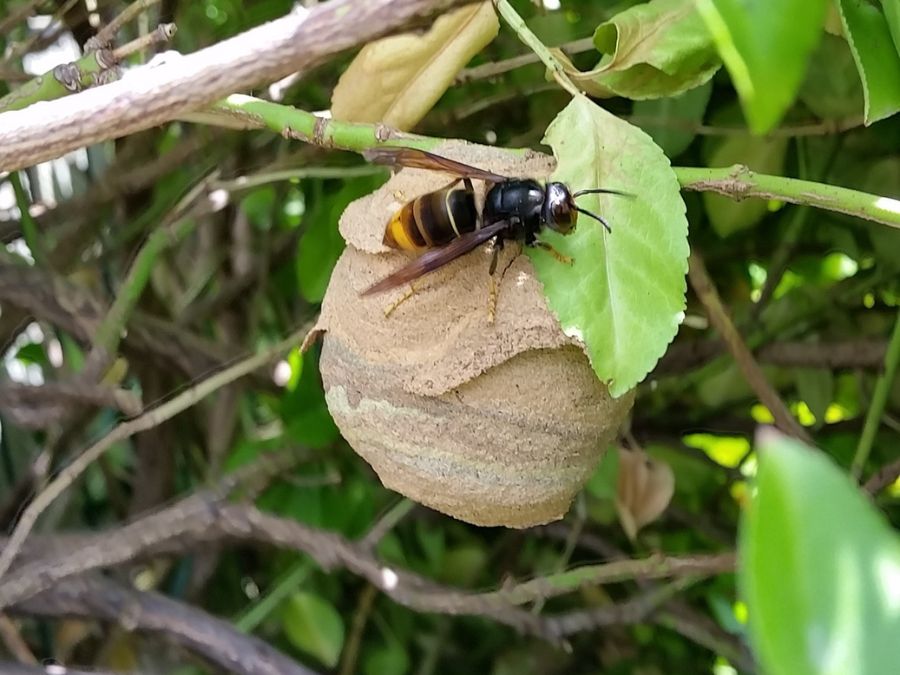 Meld nesten van Aziatische hoornaar | Stad Halle